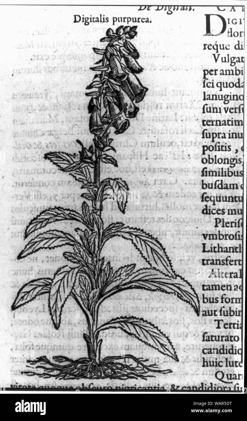 Digitalis plants Black and White Stock Photos & Images - Alamy
