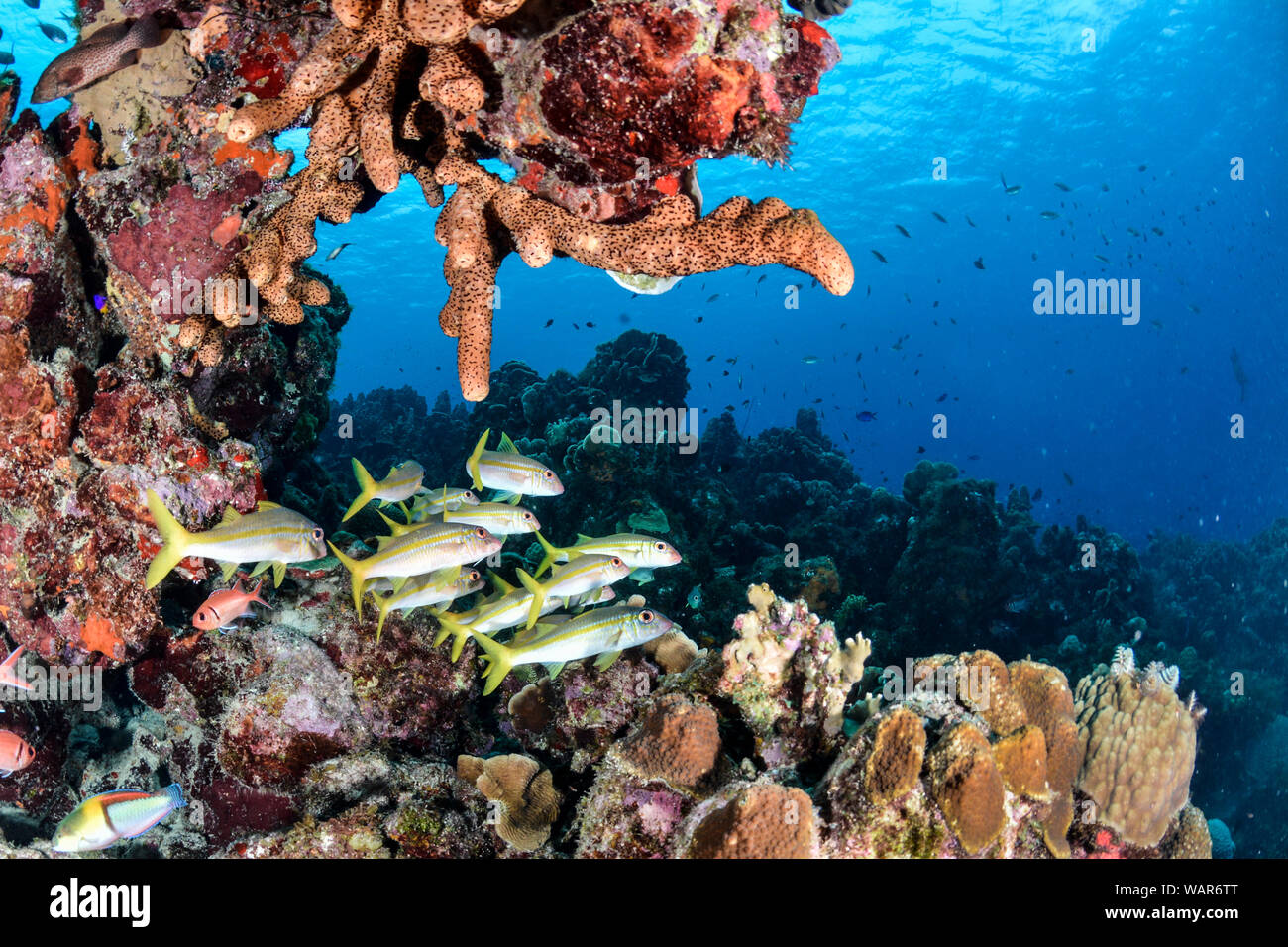 Yellow fish coral reef caribbean hi-res stock photography and images ...