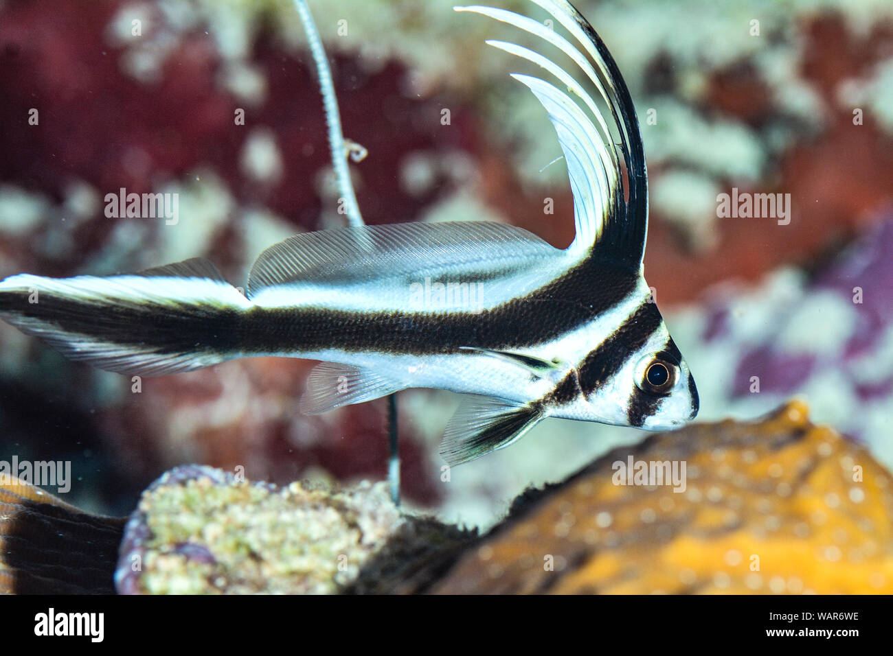 Black Drum Fish Juvenile