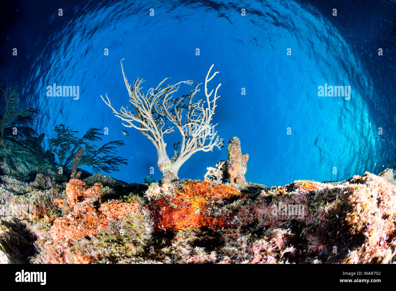 Hard coral with blue background Stock Photo - Alamy