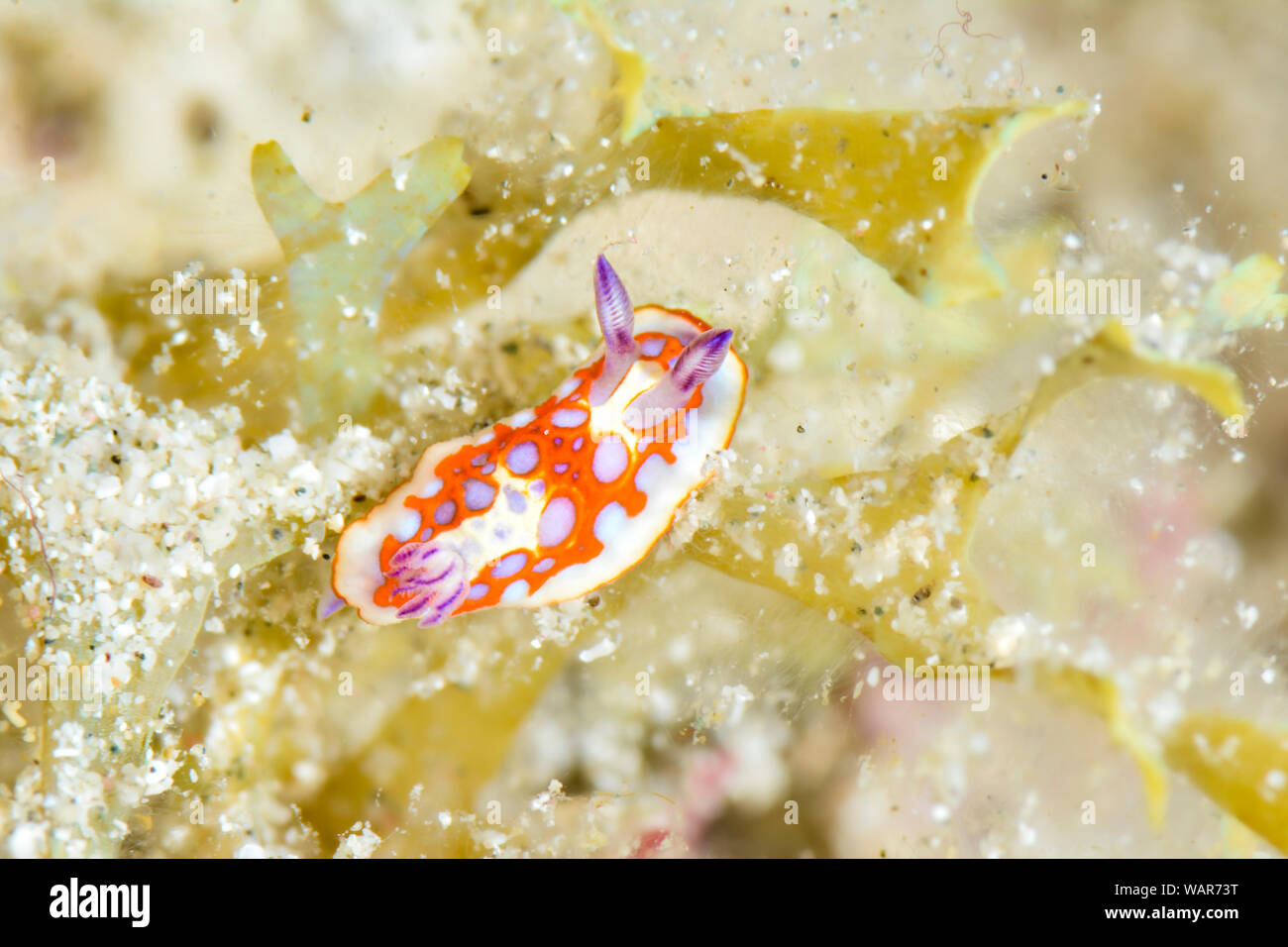 Nudibranch swimming underwater hi-res stock photography and images - Alamy
