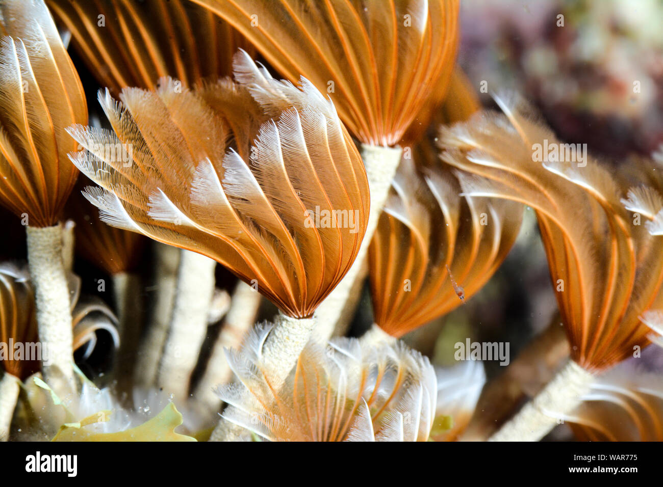 Feather Duster Worm Stock Photo - Alamy