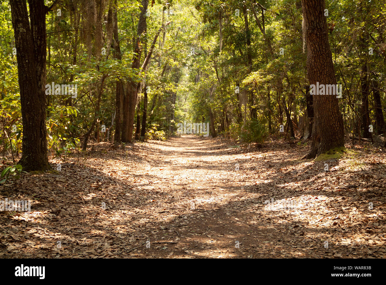 BOILER ROOM: A hiking expedition on Battery loop trail of Wormsloe ...