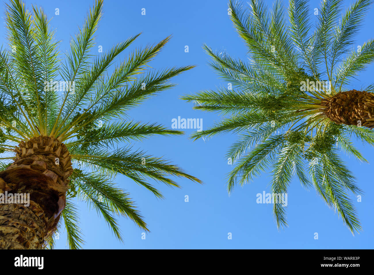 Plam trees hi-res stock photography and images - Alamy