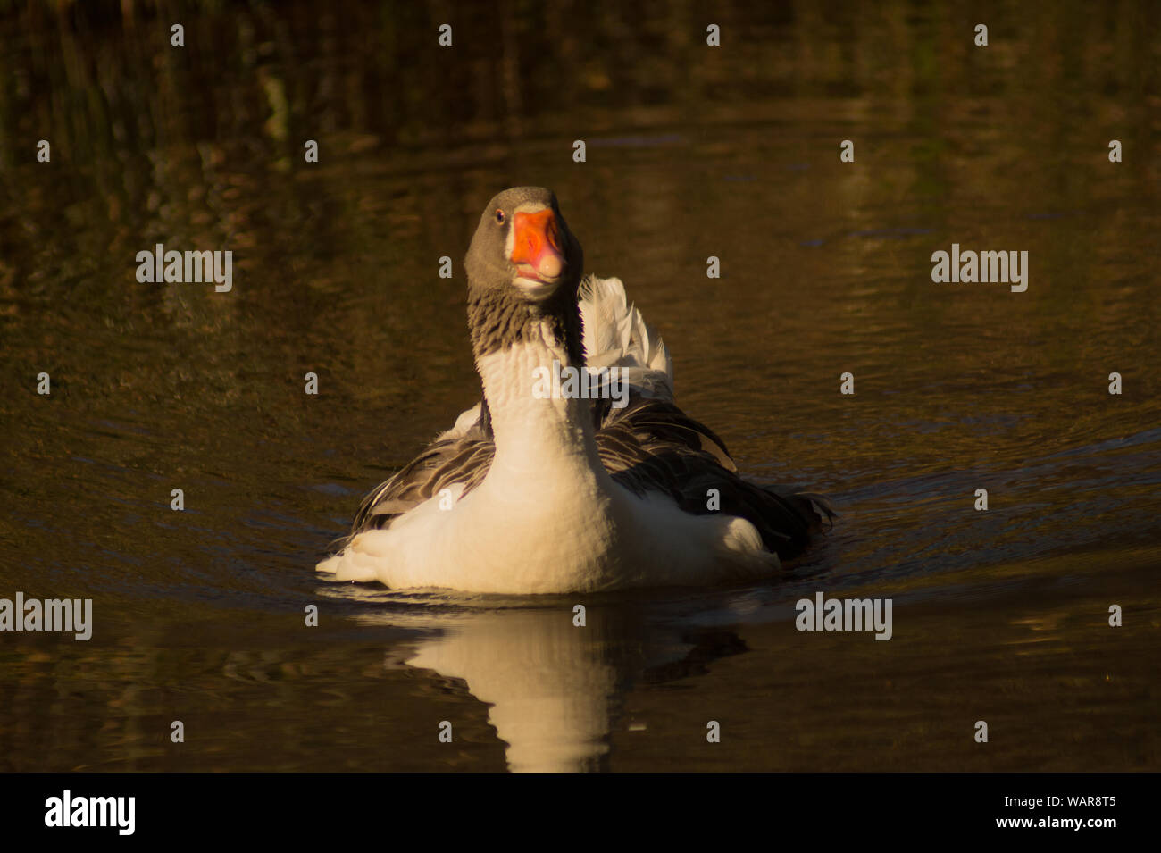 goose in water Stock Photo - Alamy