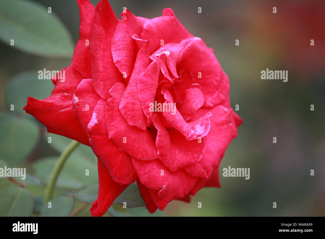 American spirit rose hi-res stock photography and images - Alamy