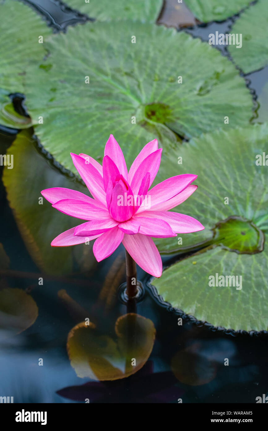 Asia,Southeast Asia, Laos,Luang Prabang, Lotus flower in pond Stock ...