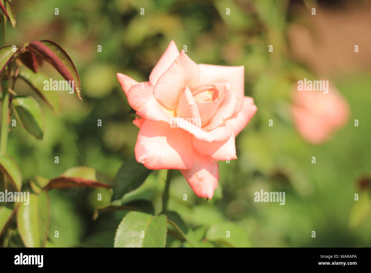 New zealand flowers hi-res stock photography and images - Alamy