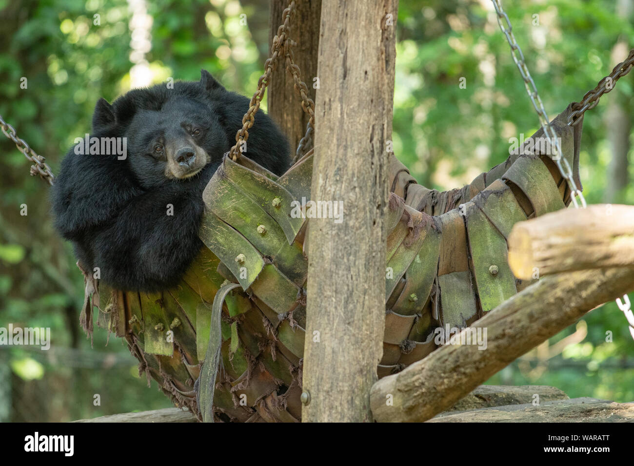 Captive bear hi-res stock photography and images - Alamy