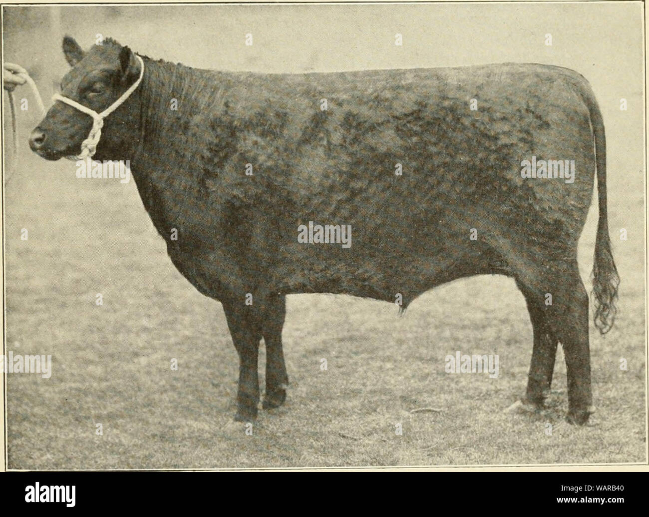 "Supremacy of Aberdeen-Angus cattle; results of leading fat stock shows ...