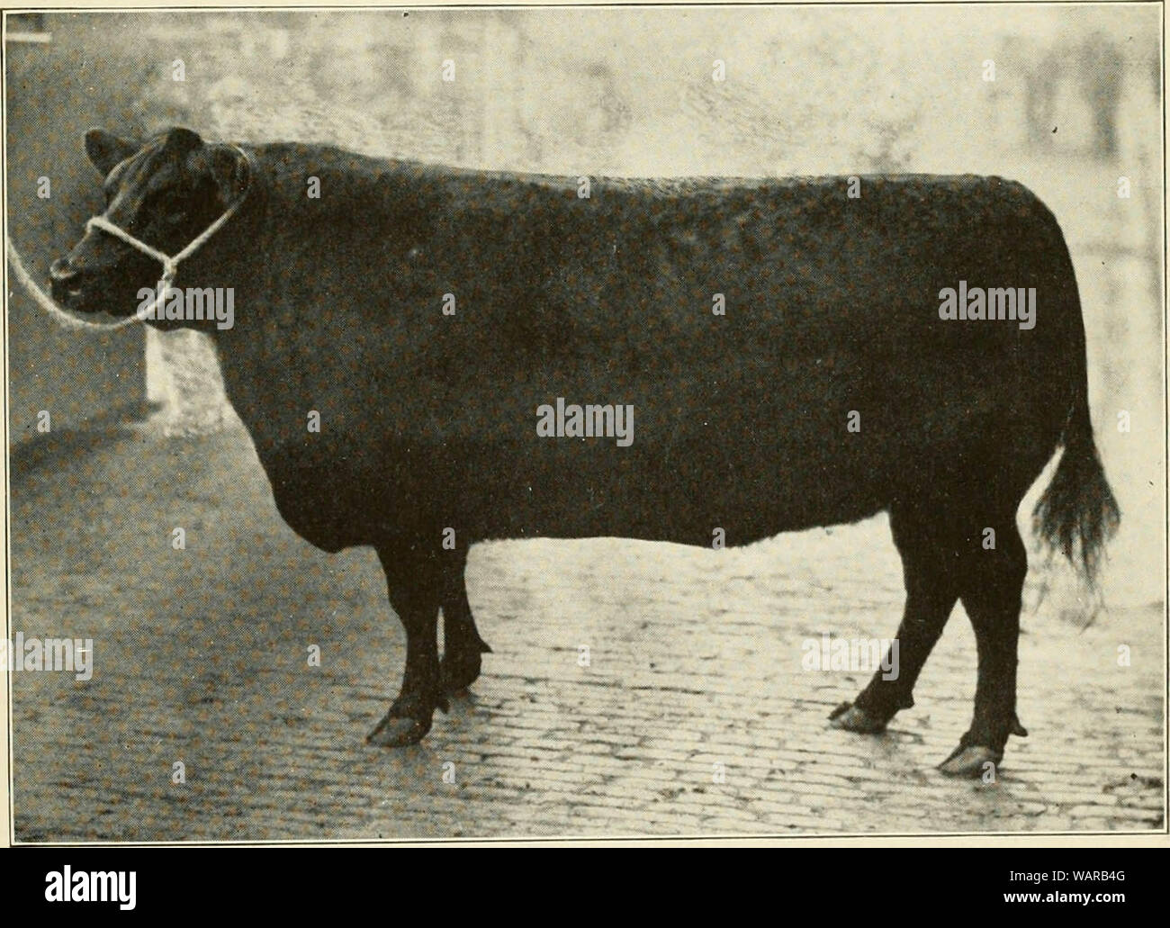 "Supremacy of Aberdeen-Angus cattle; results of leading fat stock shows ...