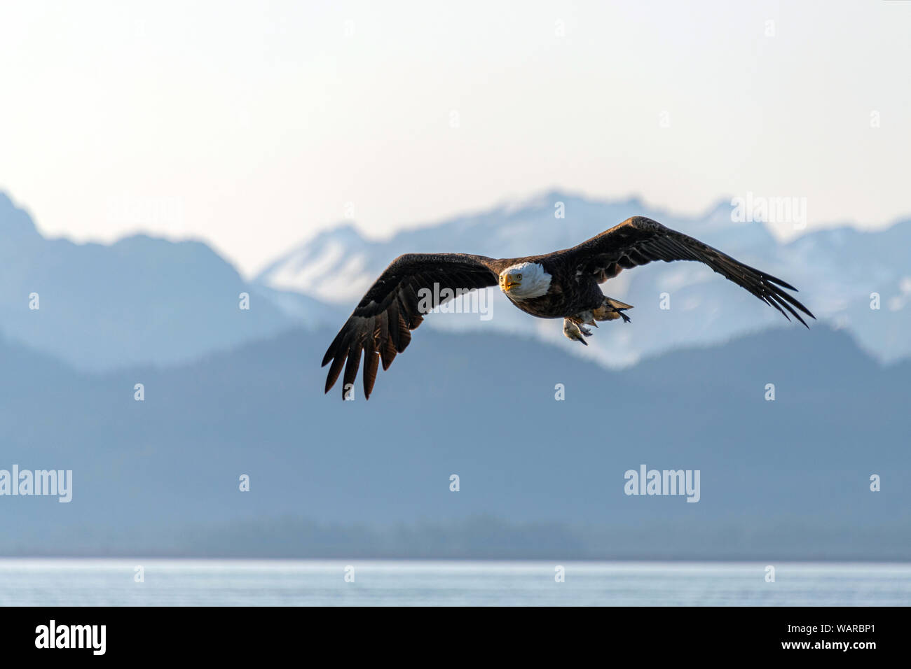 Bald eagle flying over water hi-res stock photography and images - Alamy
