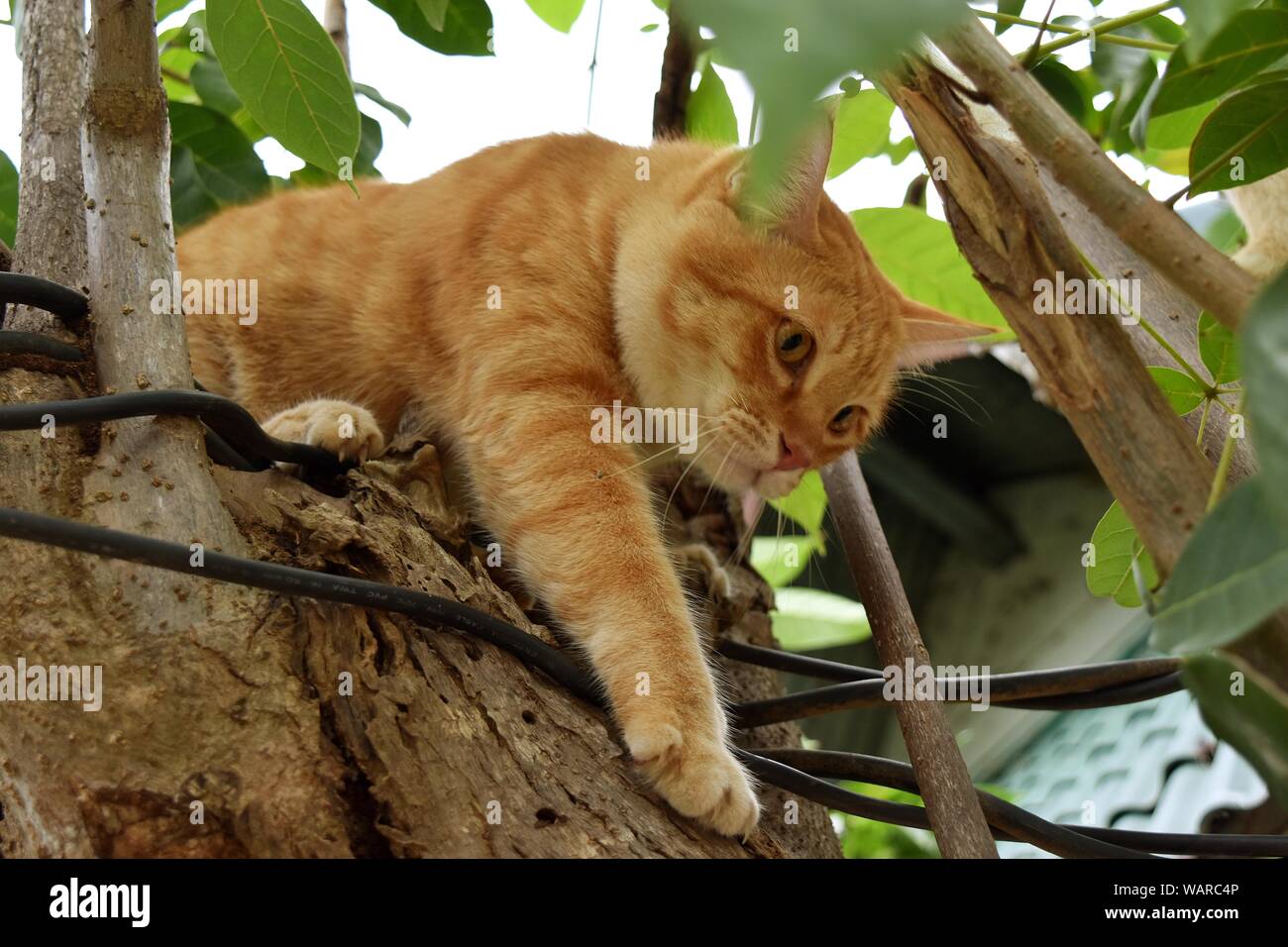 Orange color tabby cat on a tree looking down below, Closeup face very ...