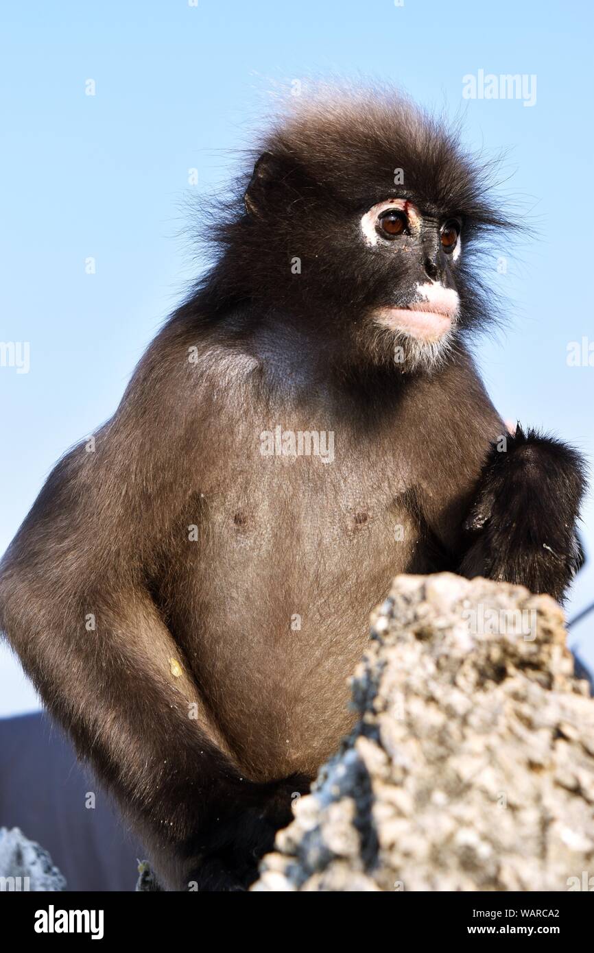 Monkey look see hi-res stock photography and images - Alamy
