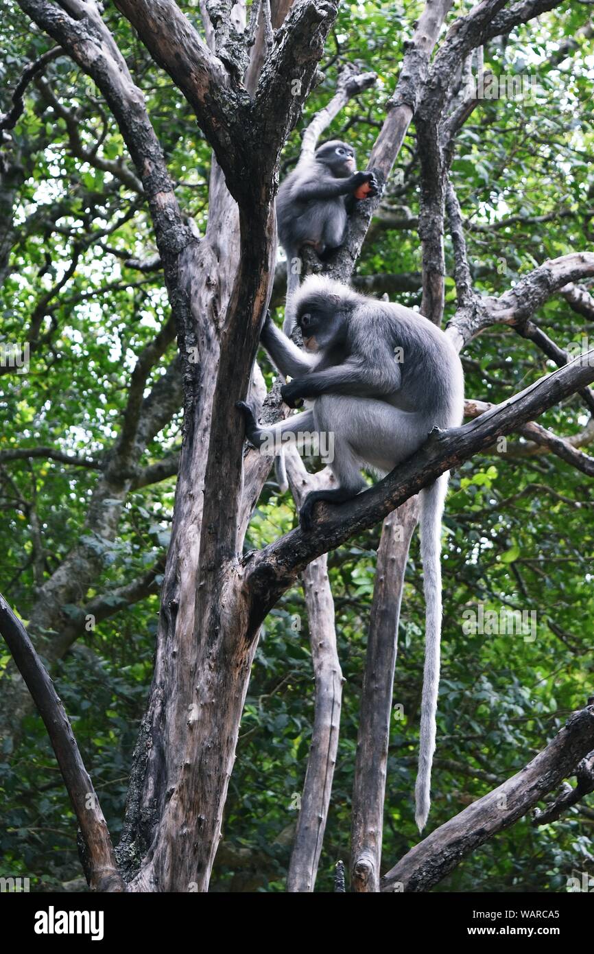 Monkey at forest hi-res stock photography and images - Alamy