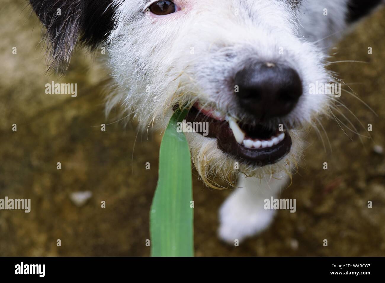 Mammal eating leaves teeth hi-res stock photography and images - Alamy