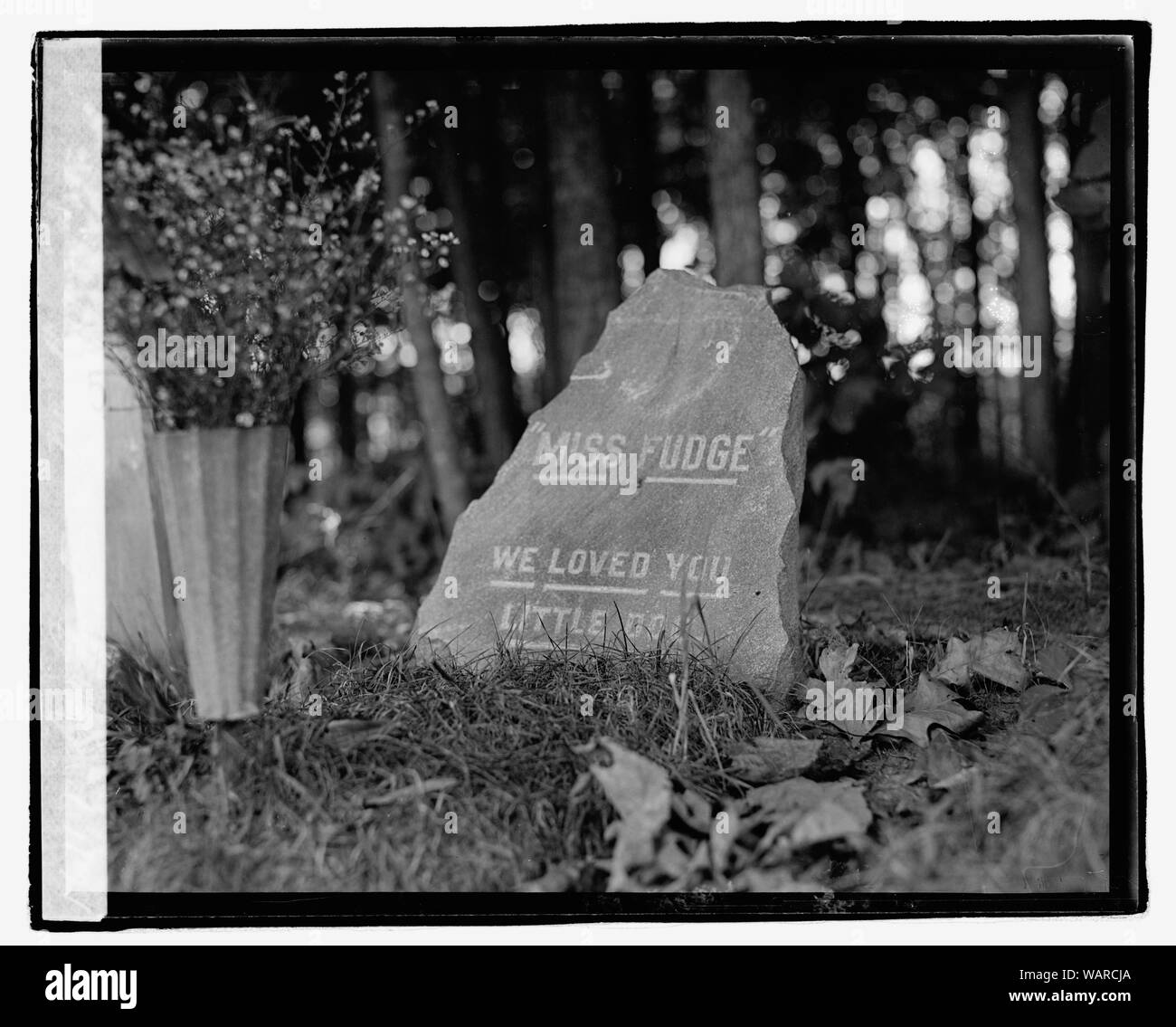 Dog at remembrance Cut Out Stock Images & Pictures - Alamy