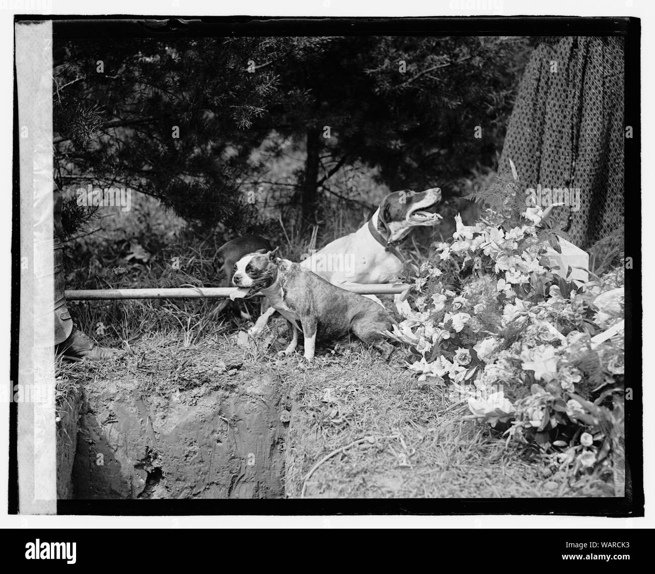 Canine service tribute hi-res stock photography and images - Alamy