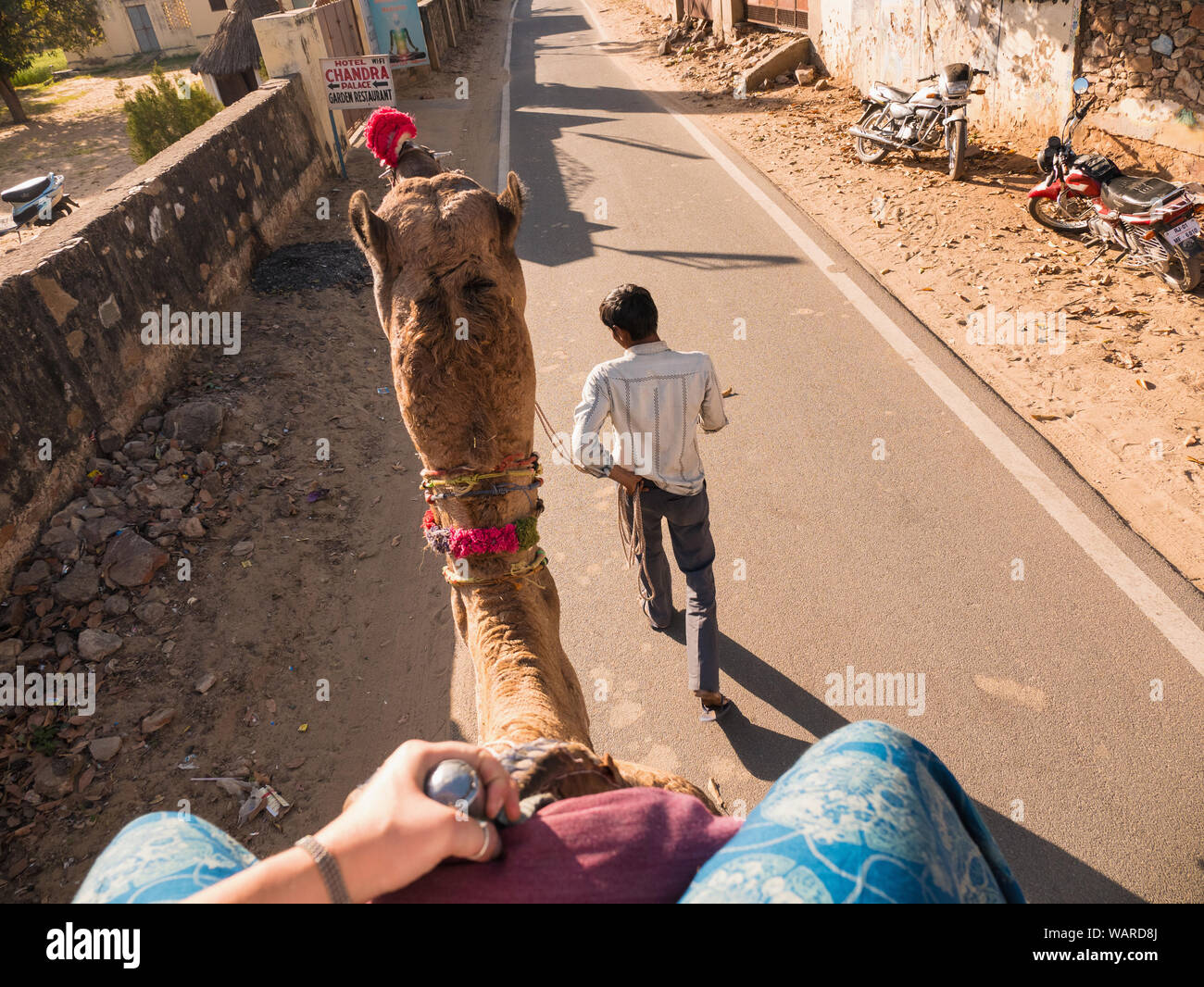 Following the camel hi-res stock photography and images - Alamy