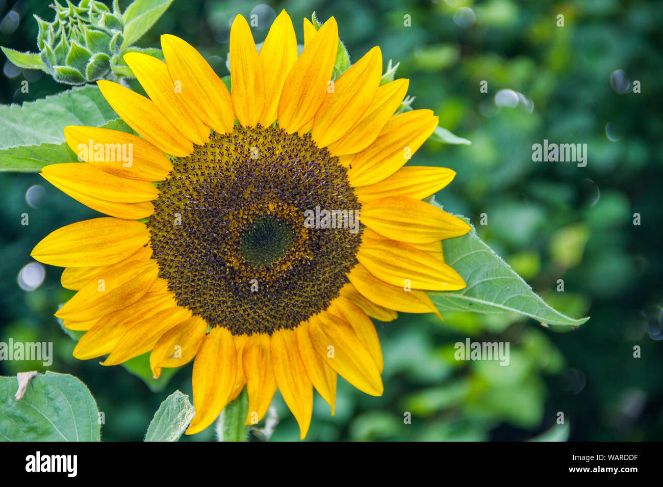One big sunflower hi-res stock photography and images - Alamy