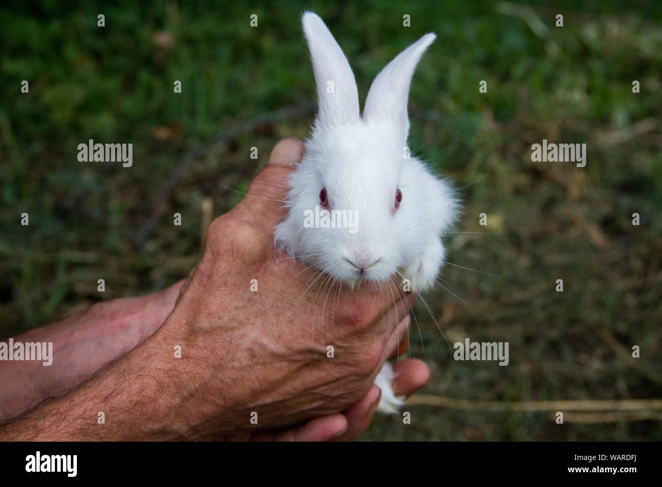 white rabbit in hands on a green background Stock Photo - Alamy