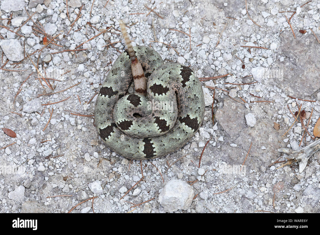 Rock Rattlesnake High Resolution Stock Photography and Images - Alamy