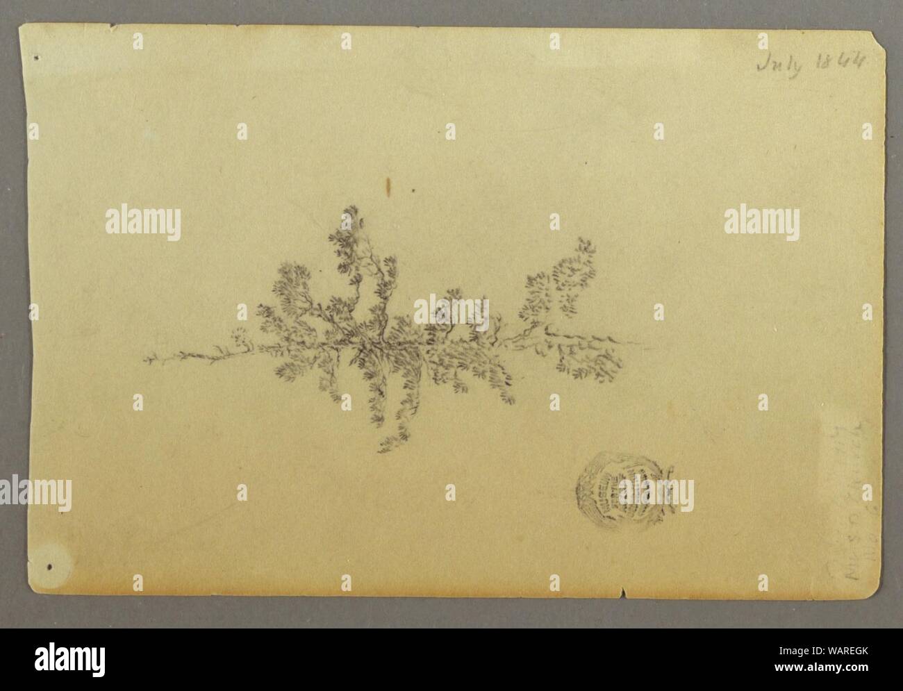 Drawing, Evergreen tree, 1844 Stock Photo - Alamy