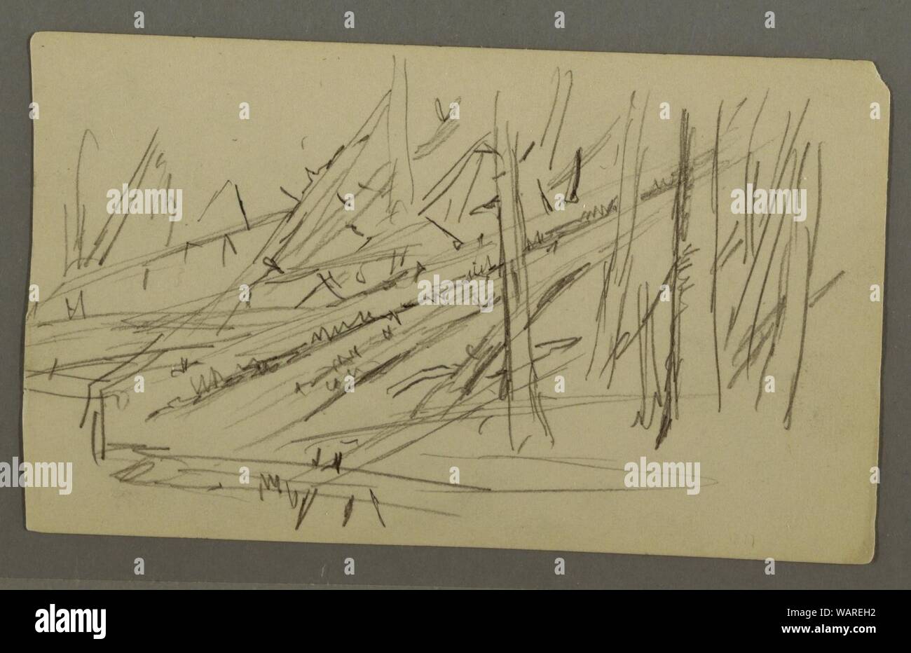 Drawing, Fallen trees, possibly 1877 Stock Photo - Alamy