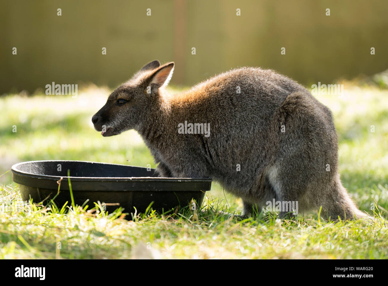 Baby kangaroo hi-res stock photography and images - Alamy