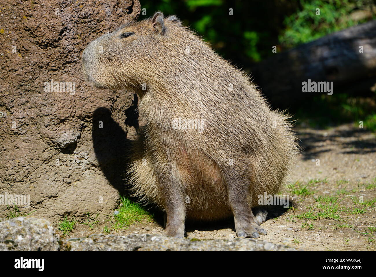 View of a Capybara (Hydrochoerus hydrochaeris Stock Photo - Alamy