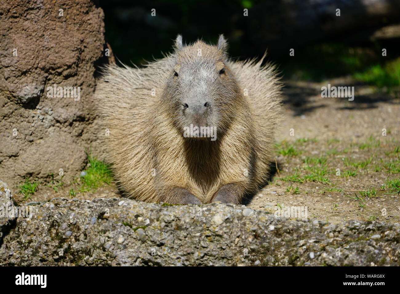 View of a Capybara (Hydrochoerus hydrochaeris Stock Photo - Alamy