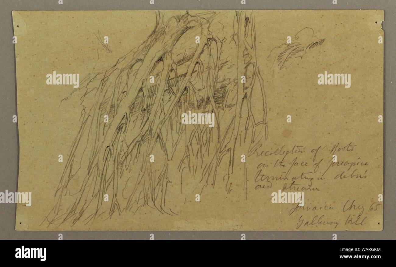 Hanging roots hi-res stock photography and images - Alamy