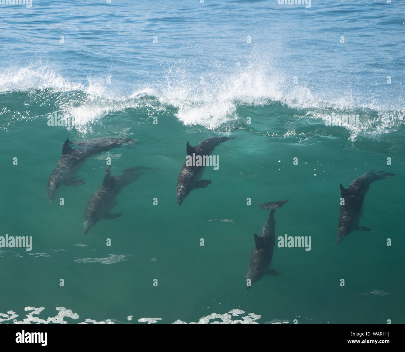 wild, closeup of five Bottlenose Dolphins from a pod diving ...