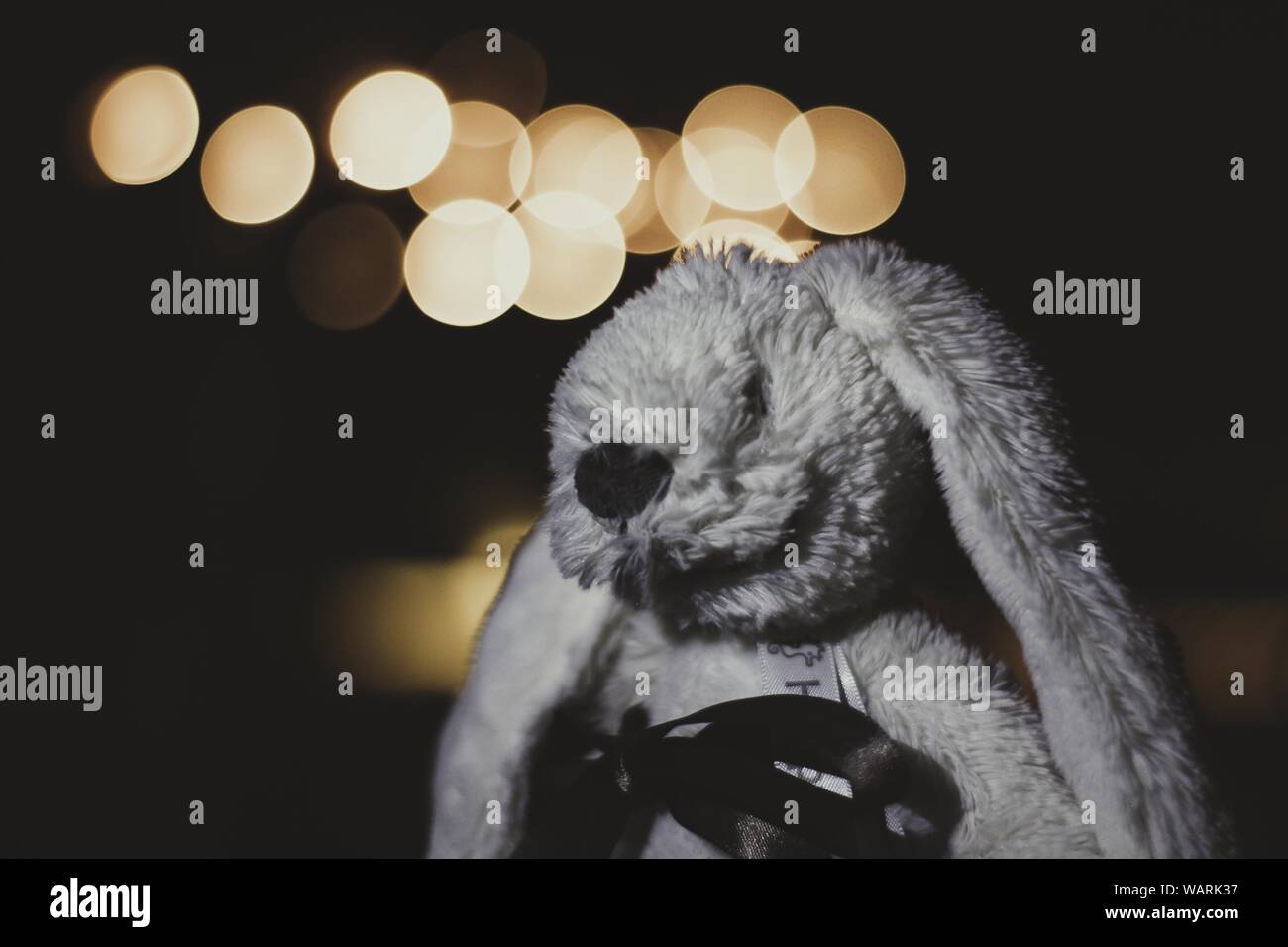 Rabbit accident hi-res stock photography and images - Alamy