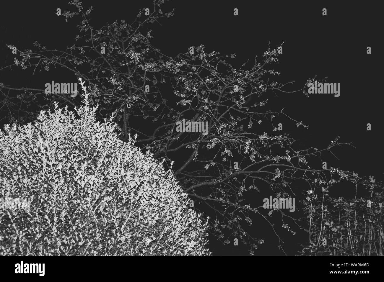 Bushes forest branch Black and White Stock Photos & Images - Alamy
