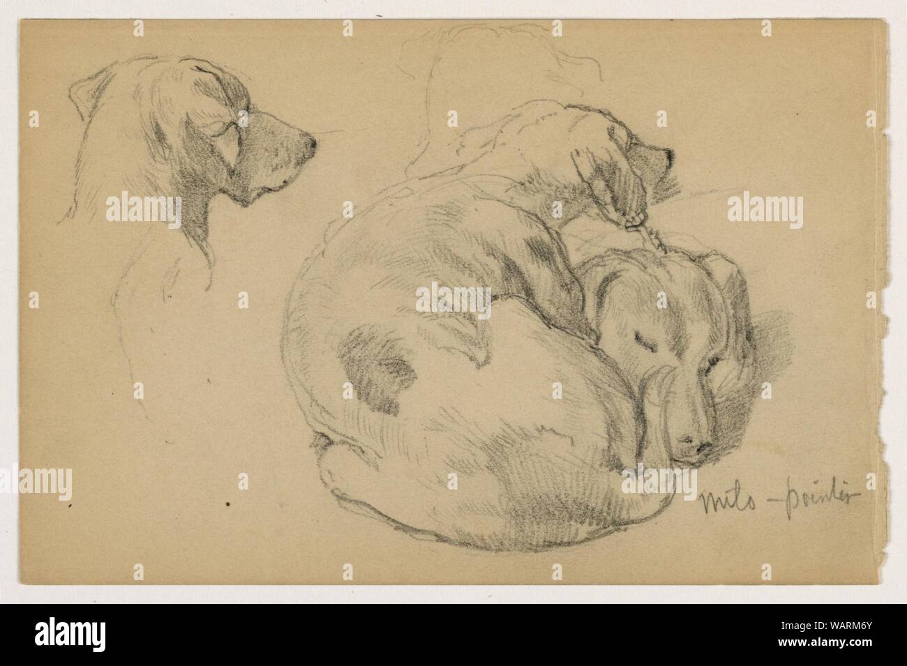 Drawing, Milo (a Pointer) Three Studies, Milo (a Pointer) Two Studies ...