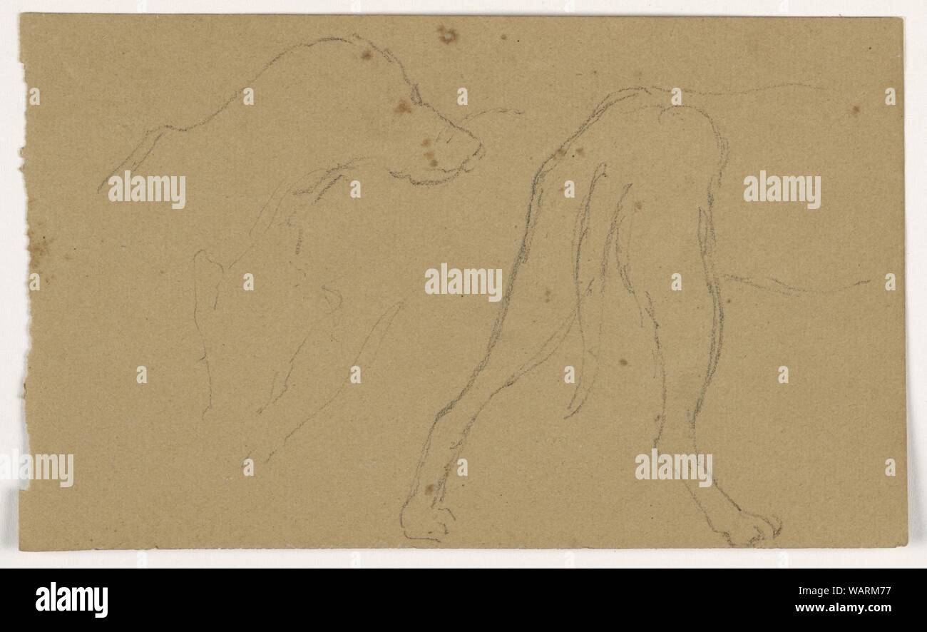 Drawing, Milo (a Pointer), Head and Body, ca. 1862 Stock Photo - Alamy
