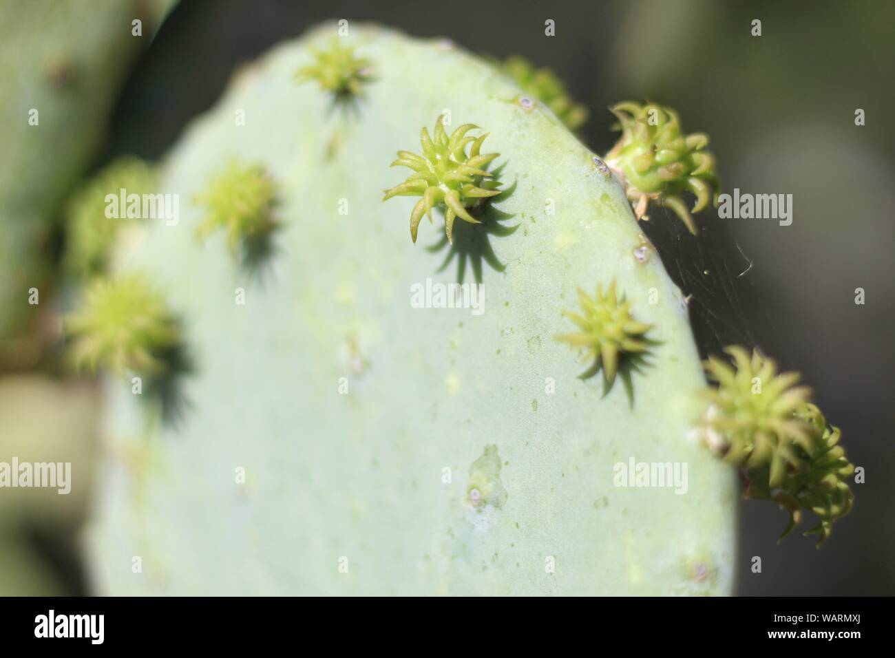 Macro photo of a Nopalitos Stock Photo - Alamy