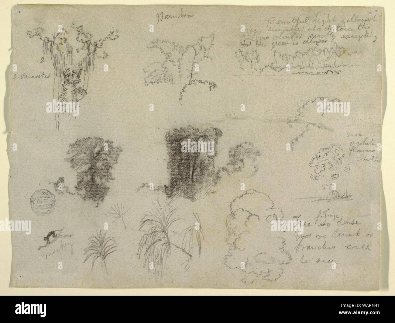 Drawing, Nature Studies, probably from Colombia- Monkey, Parasites and ...