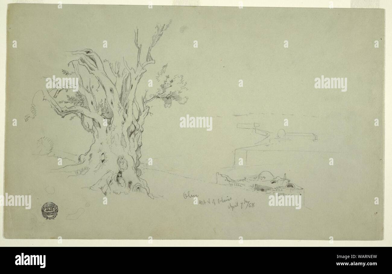 Drawing, Olive Tree, Mount of Oliv, Apri 1868 Stock Photo - Alamy