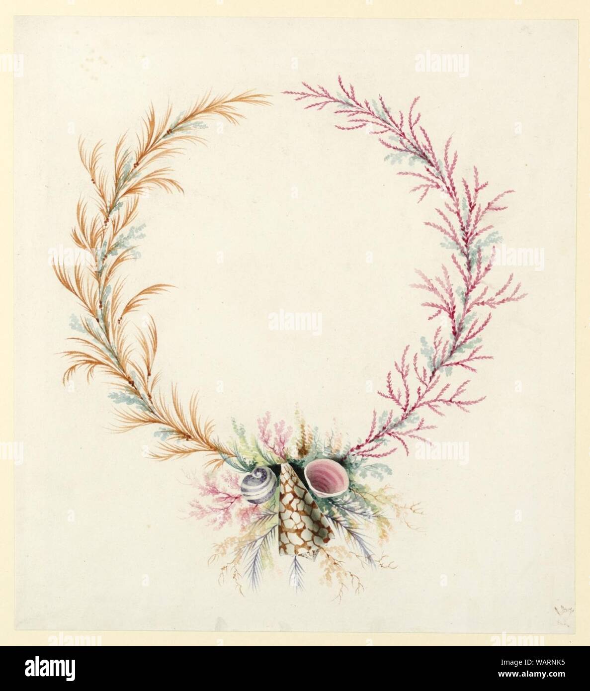 Drawing, Ornament Design with Seaweed and Shells, 19th century Stock ...