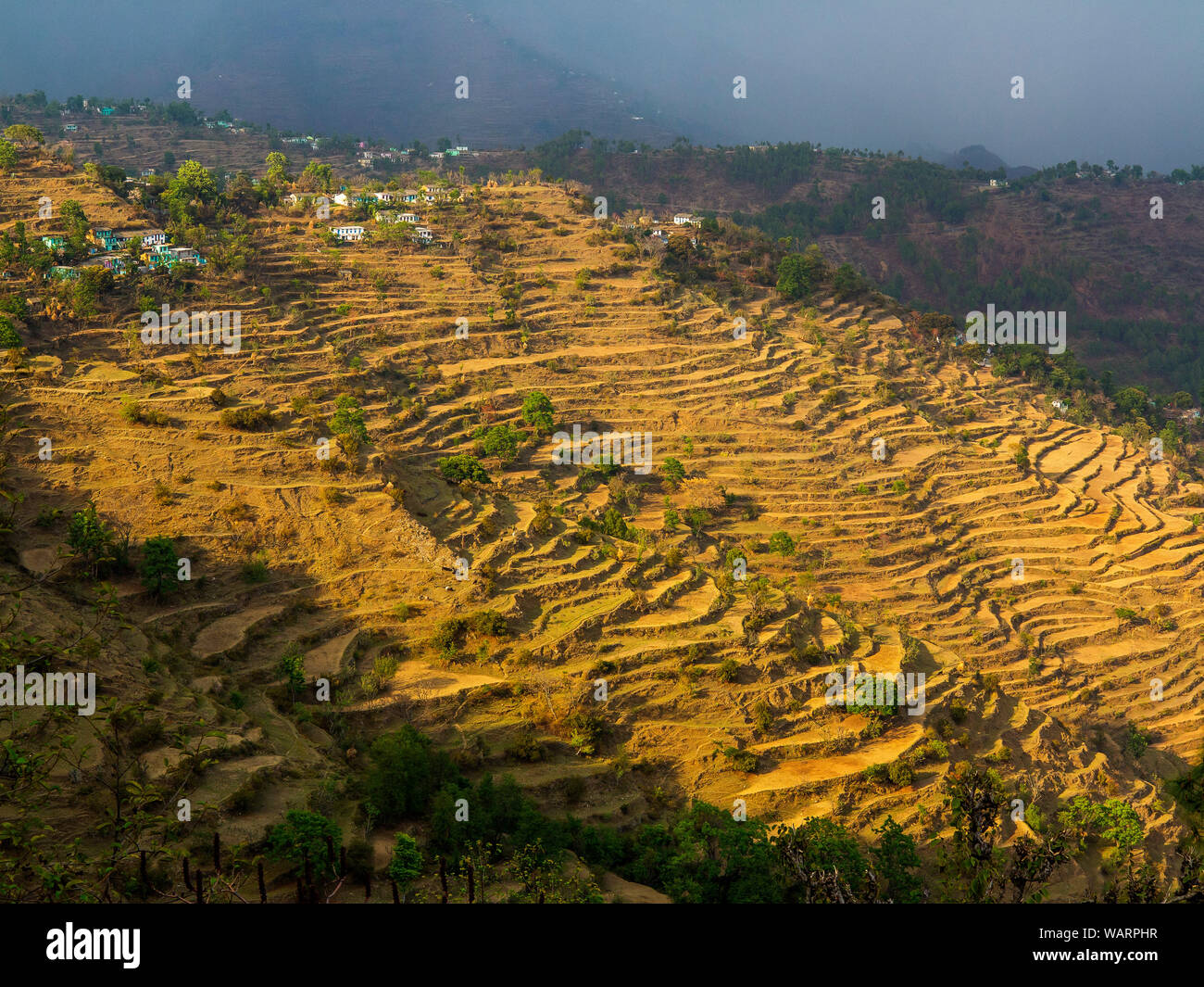 Panar maneater hi-res stock photography and images - Alamy