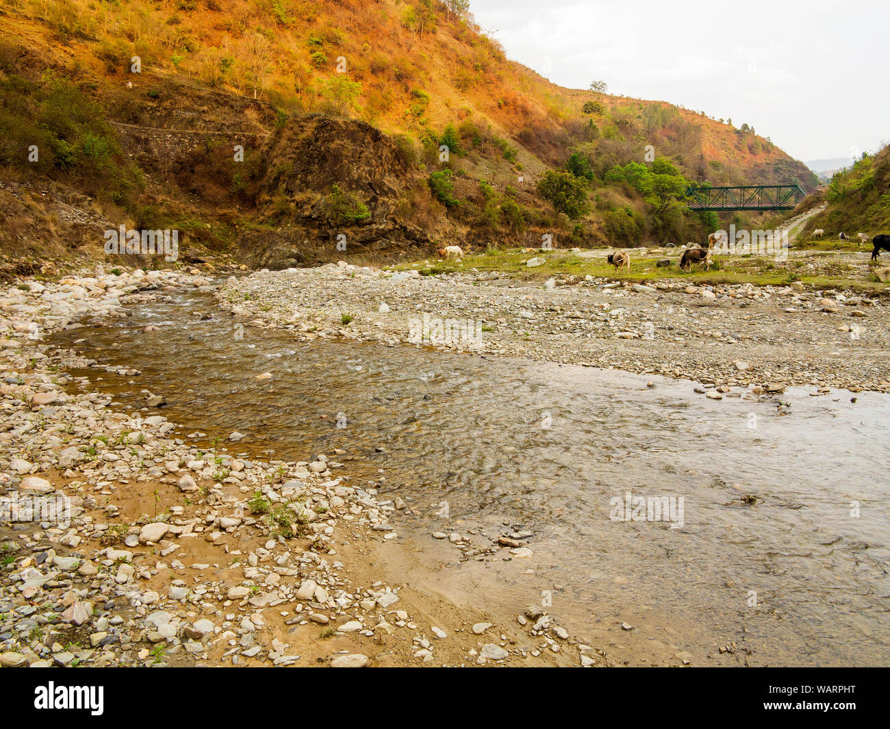Jim Corbett crossed the Panar river in flood with great difficulty ...