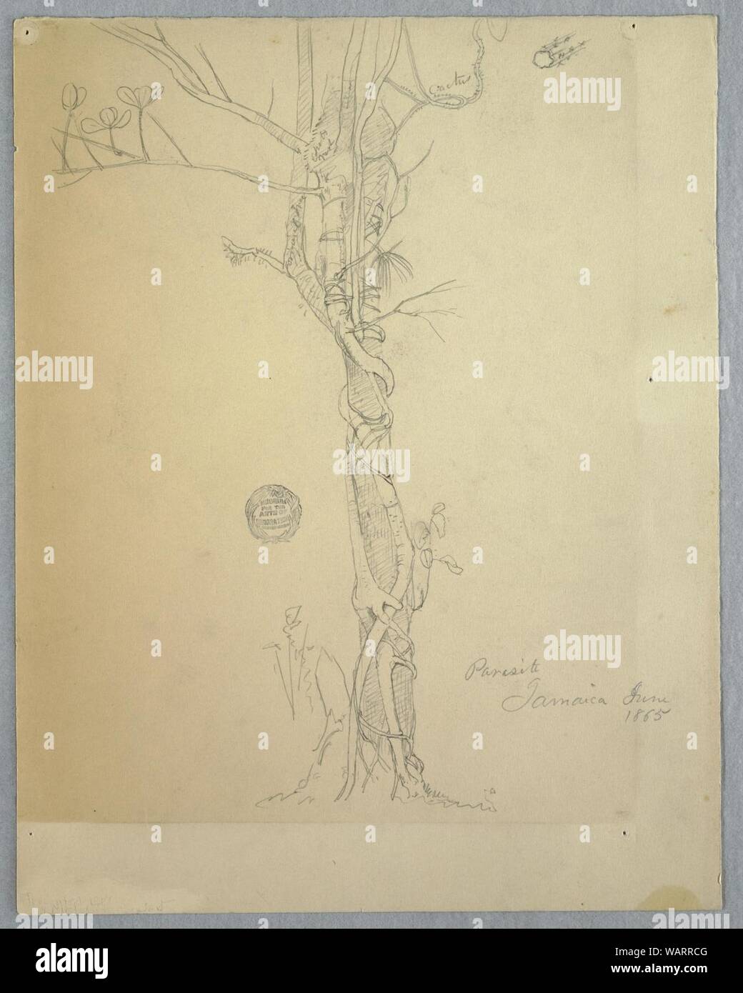 Drawing, Parasite Wound around a Tree Trunk, Jamaica, June 1865 Stock ...