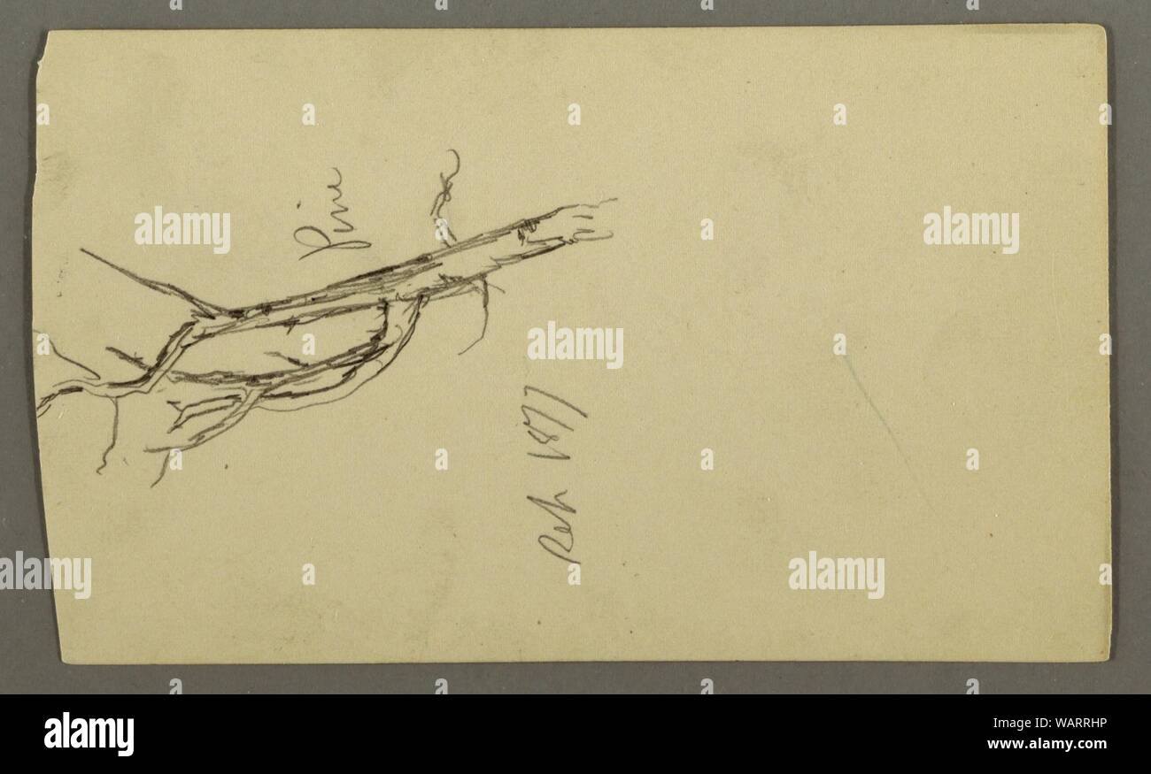 Drawing, Pine, September 1877 Stock Photo - Alamy