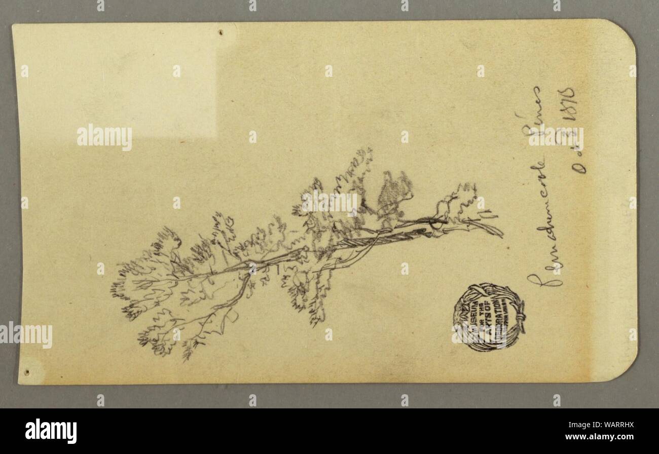 Drawing, Pine Tree, October 3, 1878 Stock Photo - Alamy