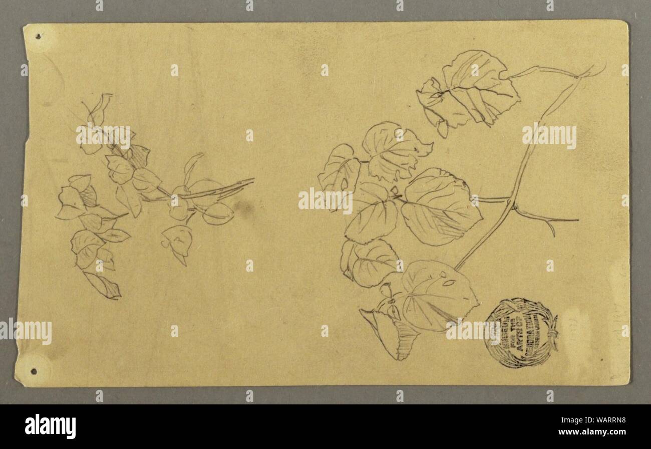 Classical plant drawing hi-res stock photography and images - Alamy