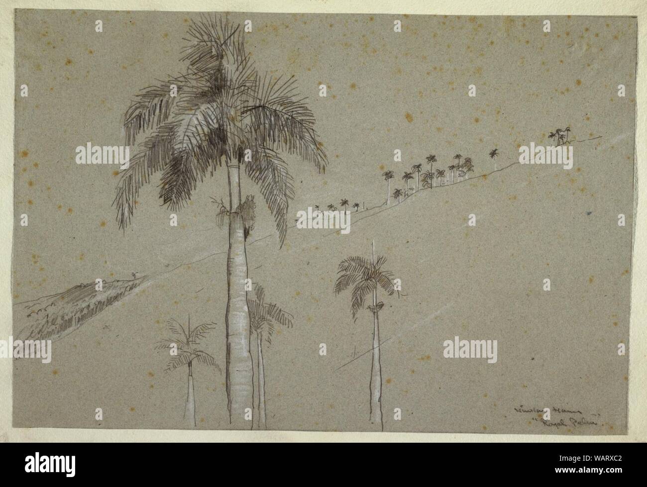 Drawing, Royal Palm, Cuba, 1885 Stock Photo - Alamy