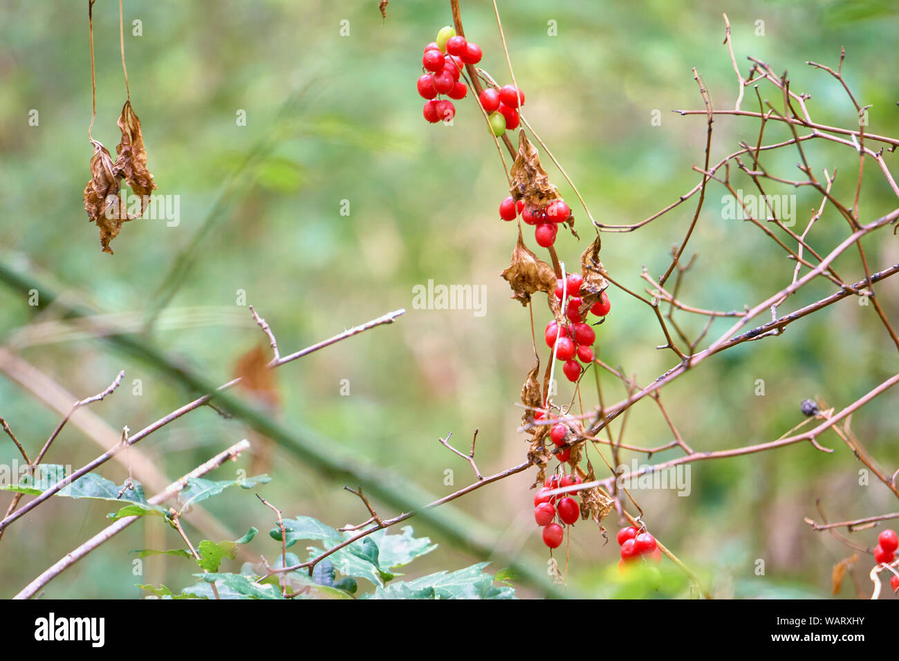 Dioscorea communis - Black-bindweed , Black-bryony , Norça in a Green ...