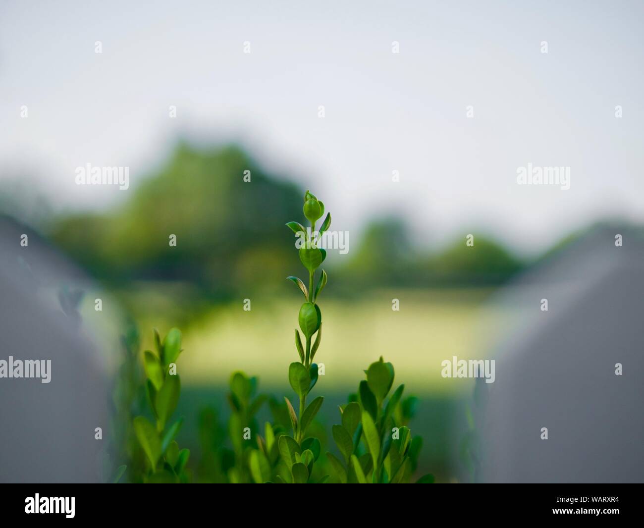 Bush through Fence Stock Photo - Alamy